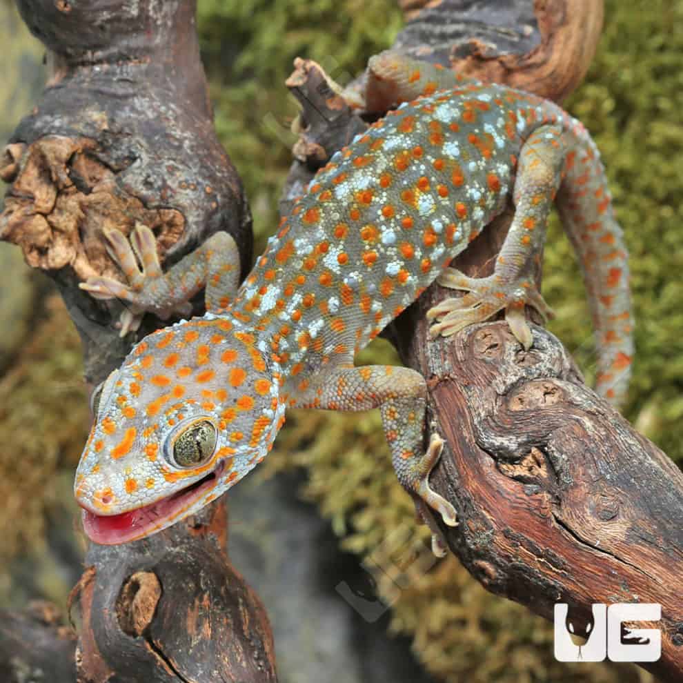 Tokay Geckos For Sale - Underground Reptiles