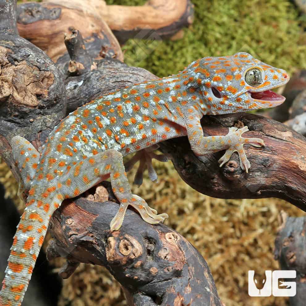 Tokay Geckos For Sale - Underground Reptiles