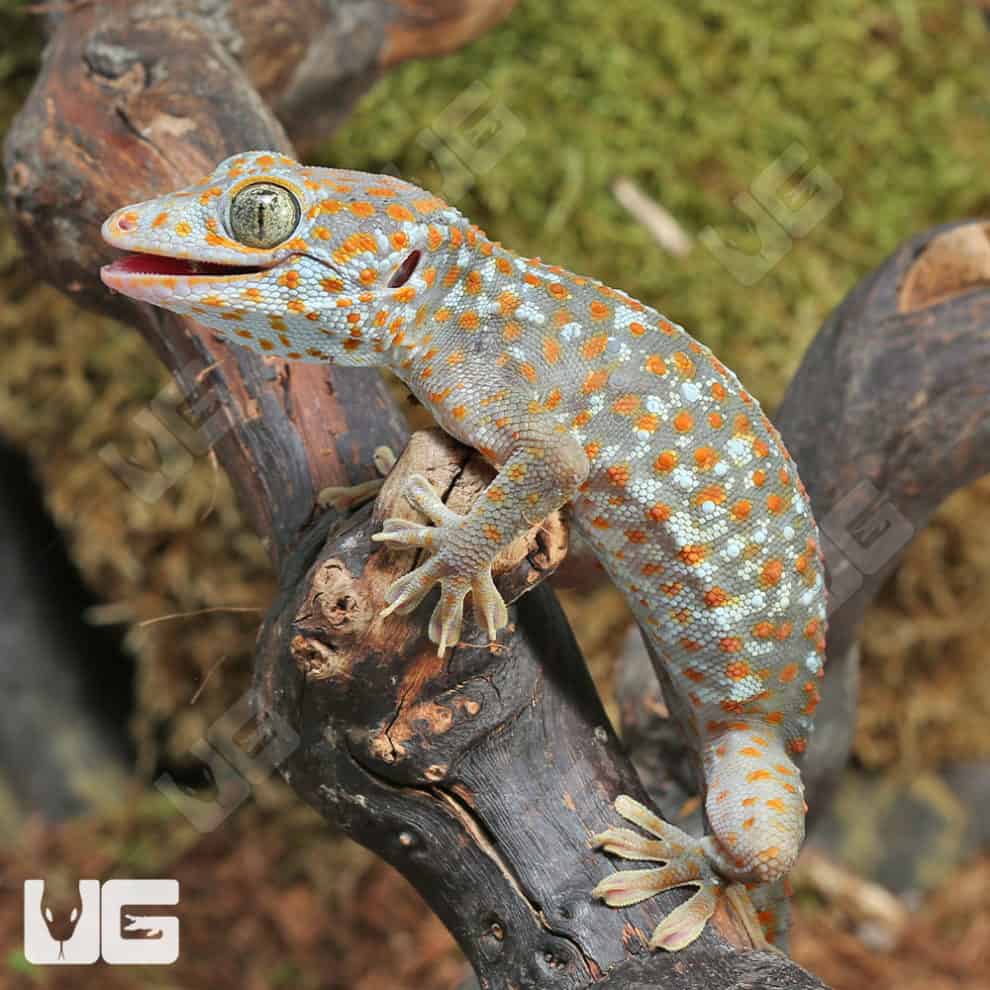 Tokay Geckos For Sale - Underground Reptiles