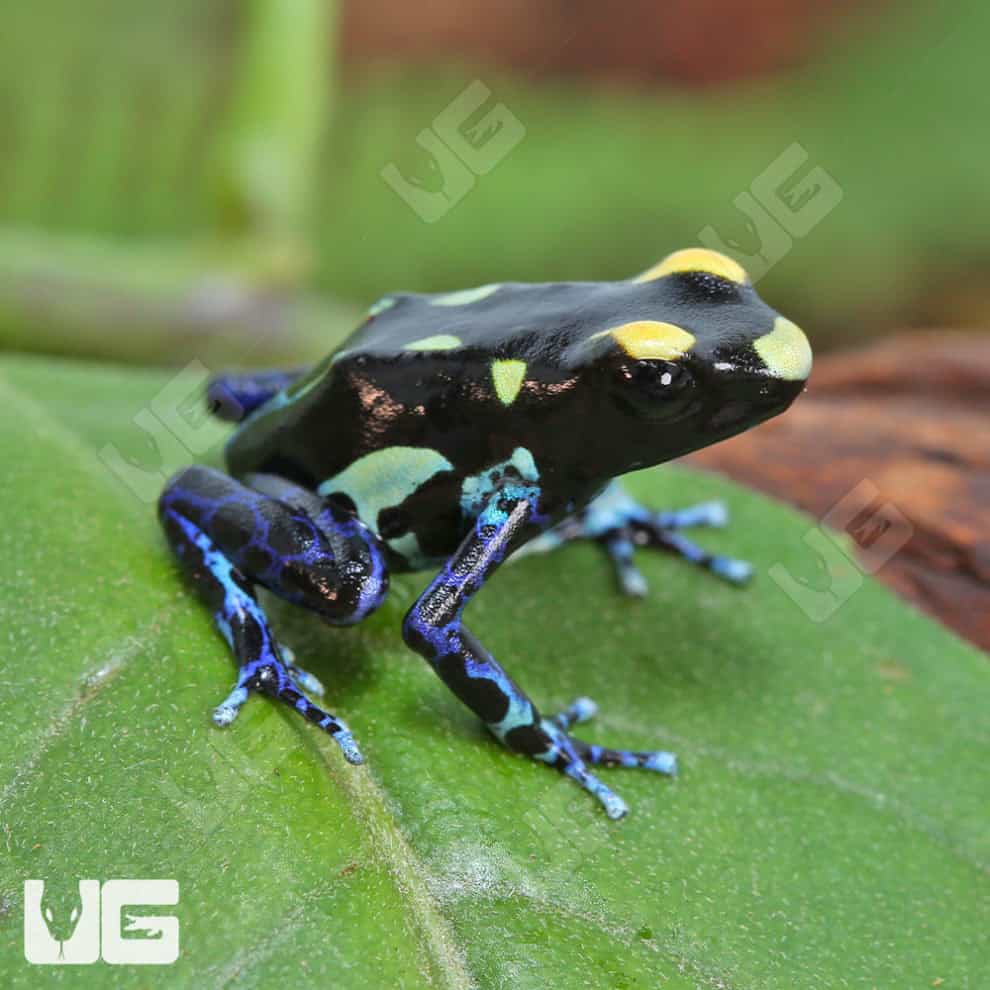 Alanis Tinctorius Dart Frogs For Sale - Underground Reptiles