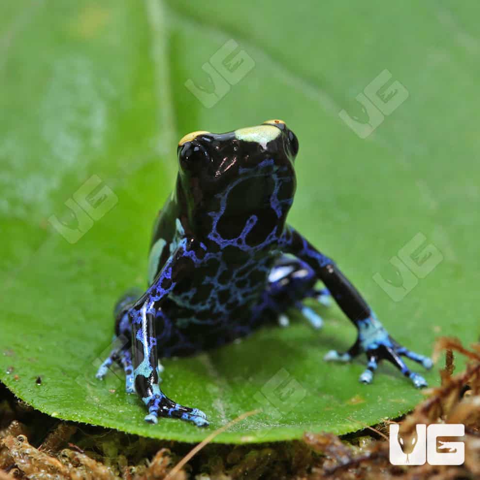 Alanis Tinctorius Dart Frogs For Sale - Underground Reptiles