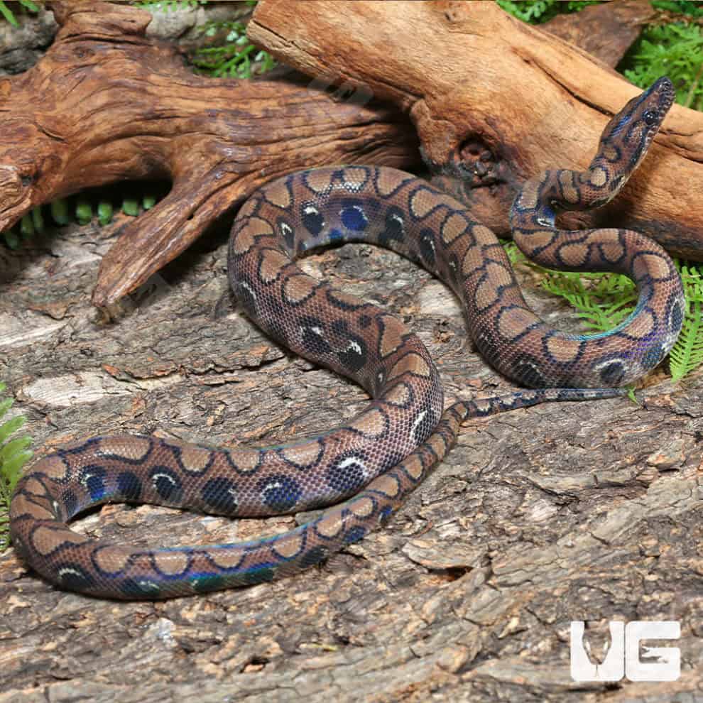 Anery Brazilian Rainbow Boas (Epicrates cenchria) For Sale ...
