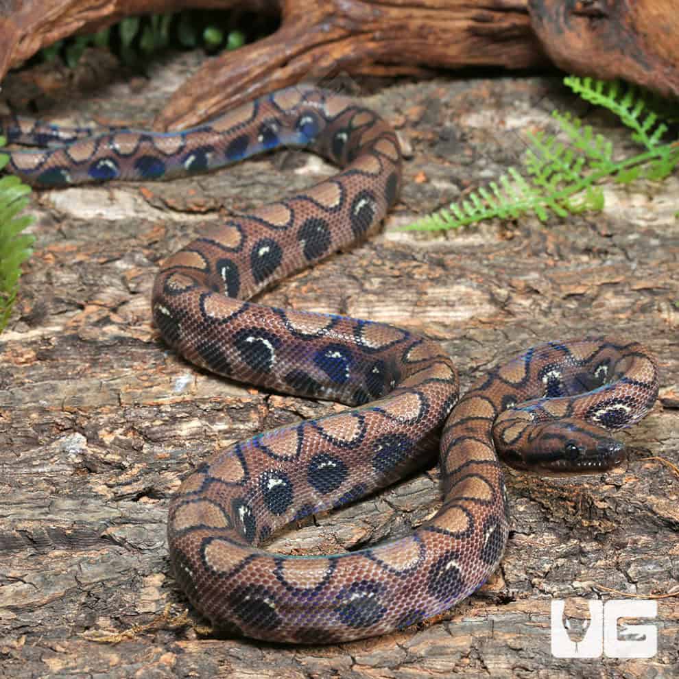 Anery Brazilian Rainbow Boas (Epicrates cenchria) For Sale ...