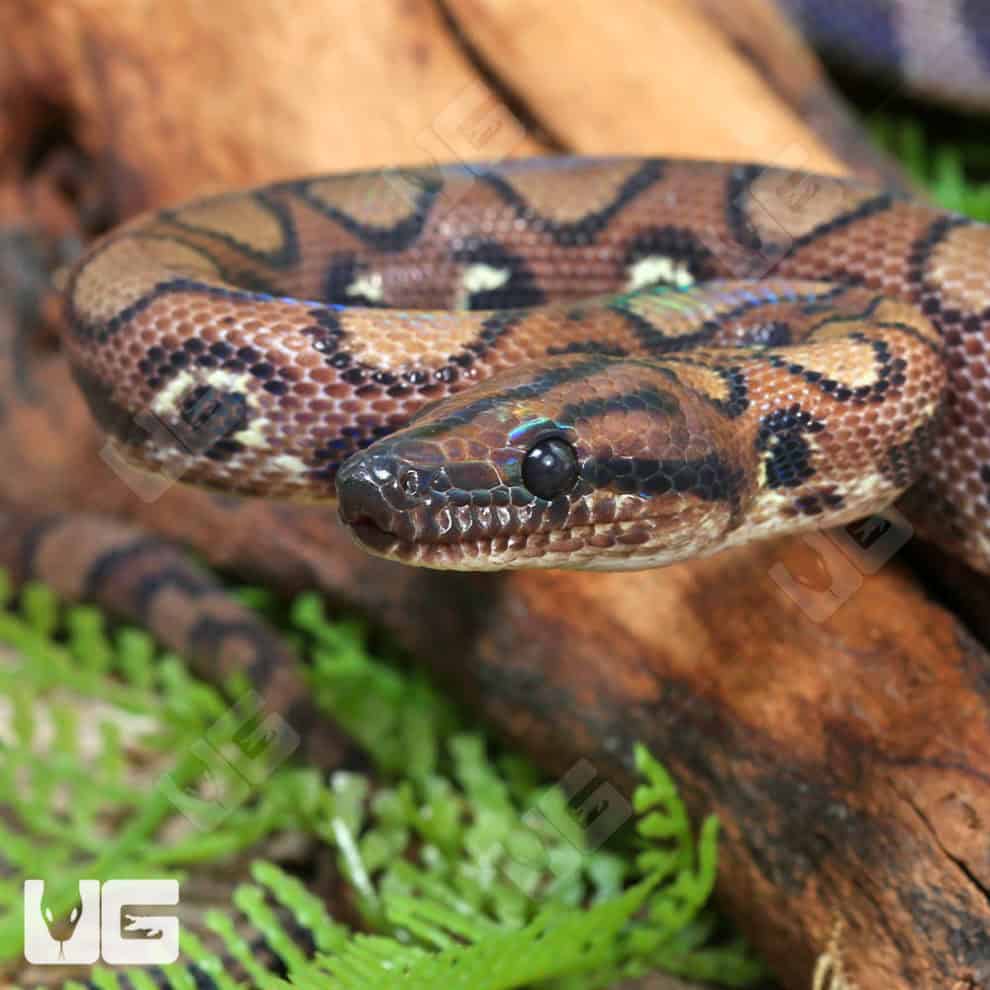 Boas For Sale - Underground Reptiles