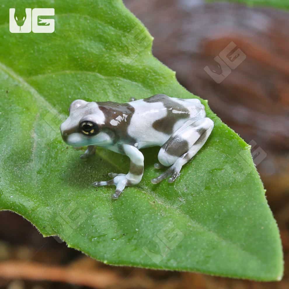 Amazon Milk Frog For Sale- Underground Reptiles