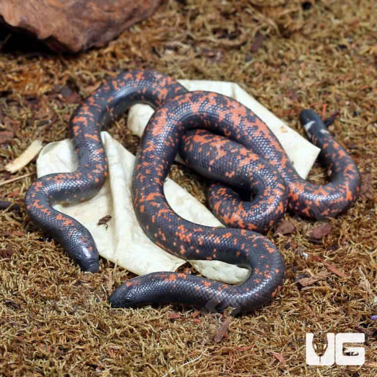 Pythons For Sale - Underground Reptiles