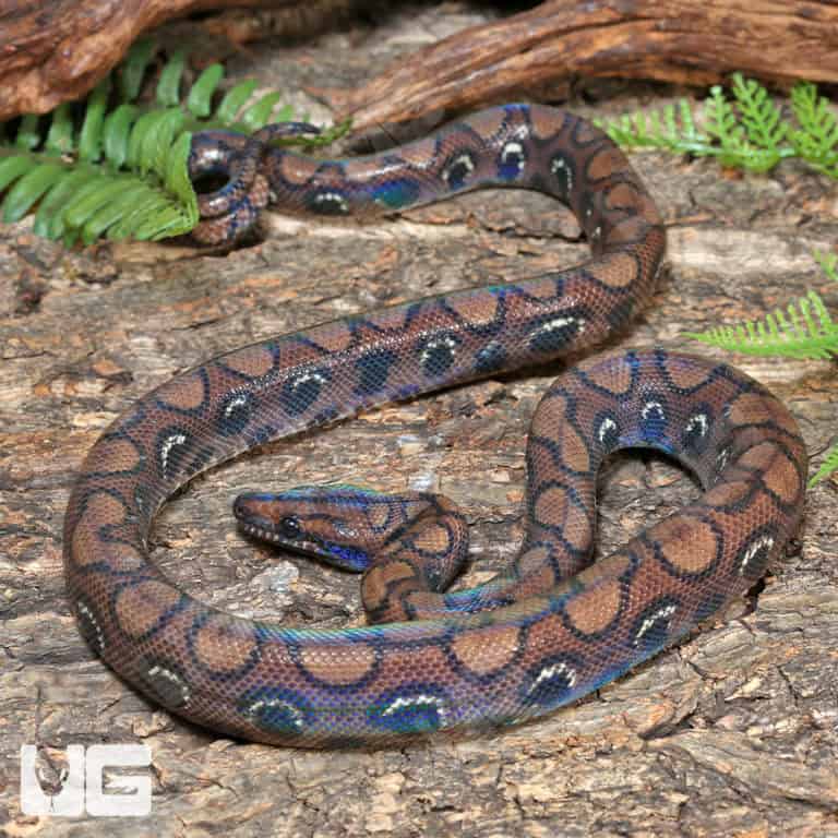 Brazilian Rainbow Boas (Epicrates cenchria) For Sale - Underground Reptiles