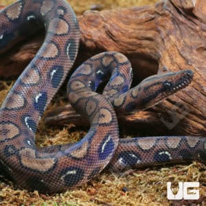Boas For Sale - Underground Reptiles