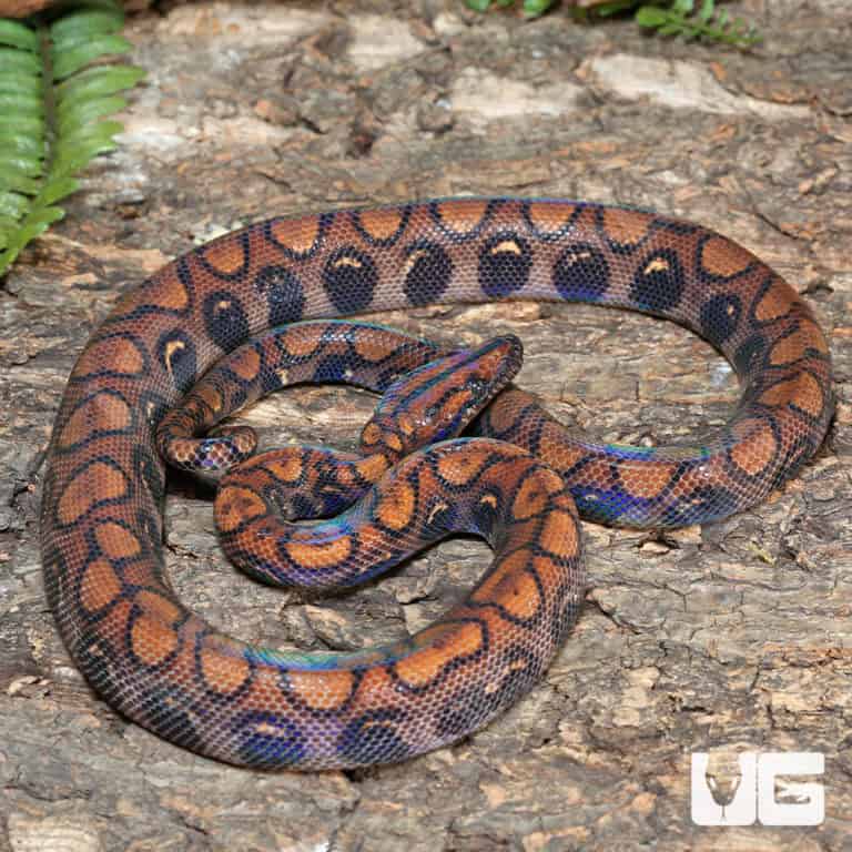 Brazilian Rainbow Boas (Epicrates cenchria) For Sale - Underground Reptiles