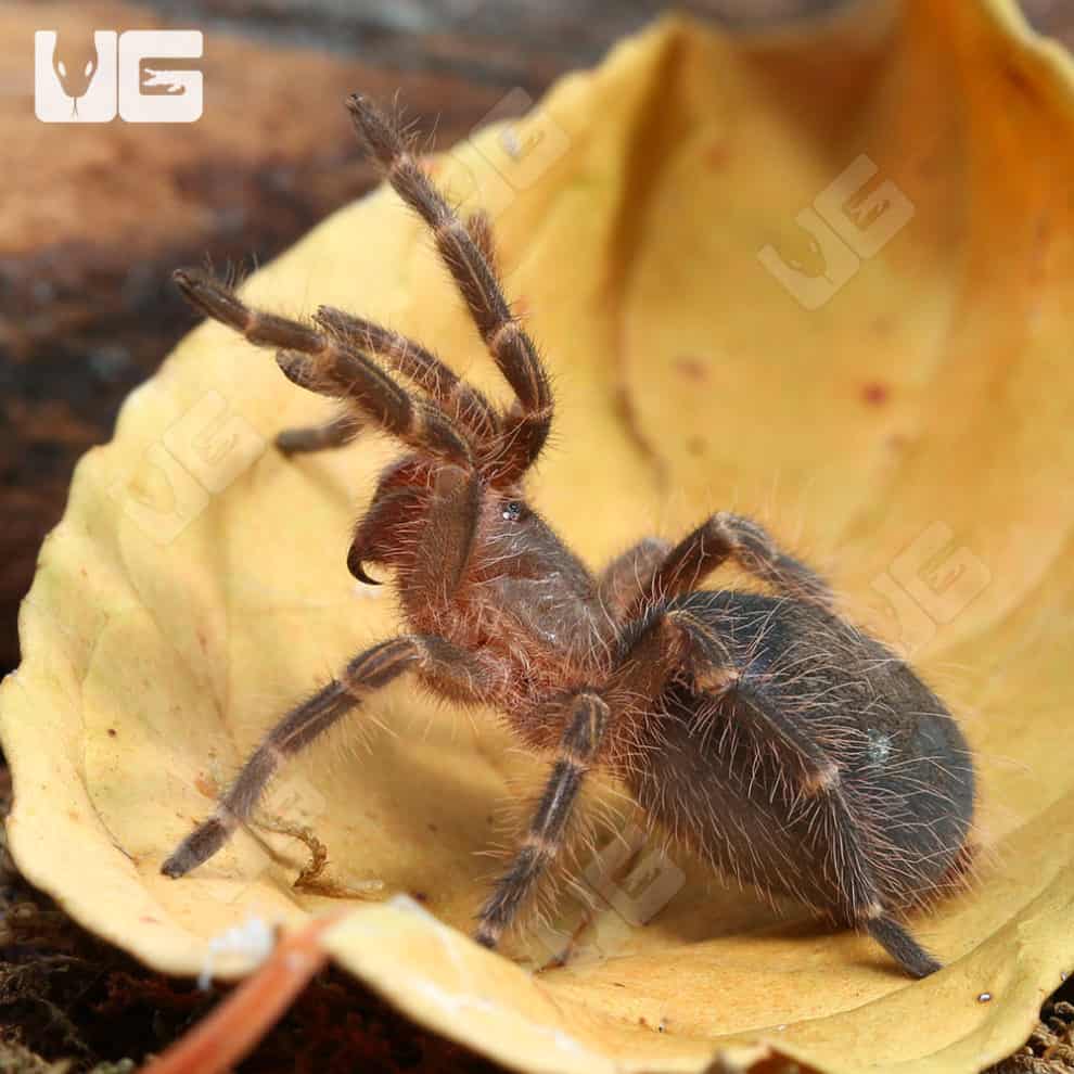 Chaco Golden Knee Tarantulas For Sale - Underground Reptiles