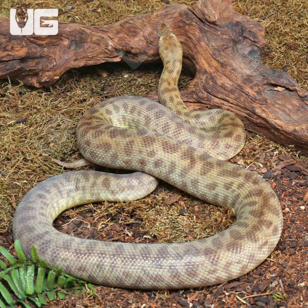 Adult Children's Python - Underground Reptiles