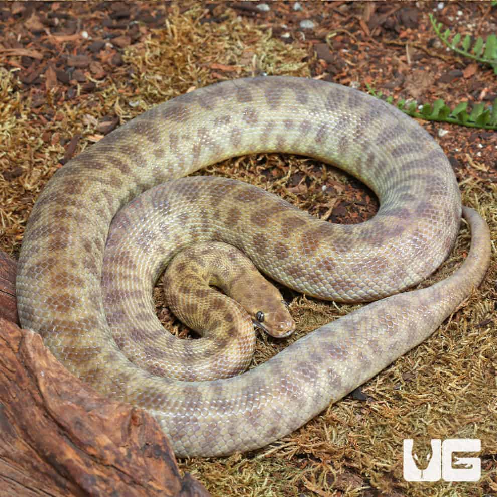 Adult Children's Python - Underground Reptiles
