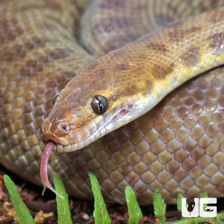 Adult Children's Python - Underground Reptiles