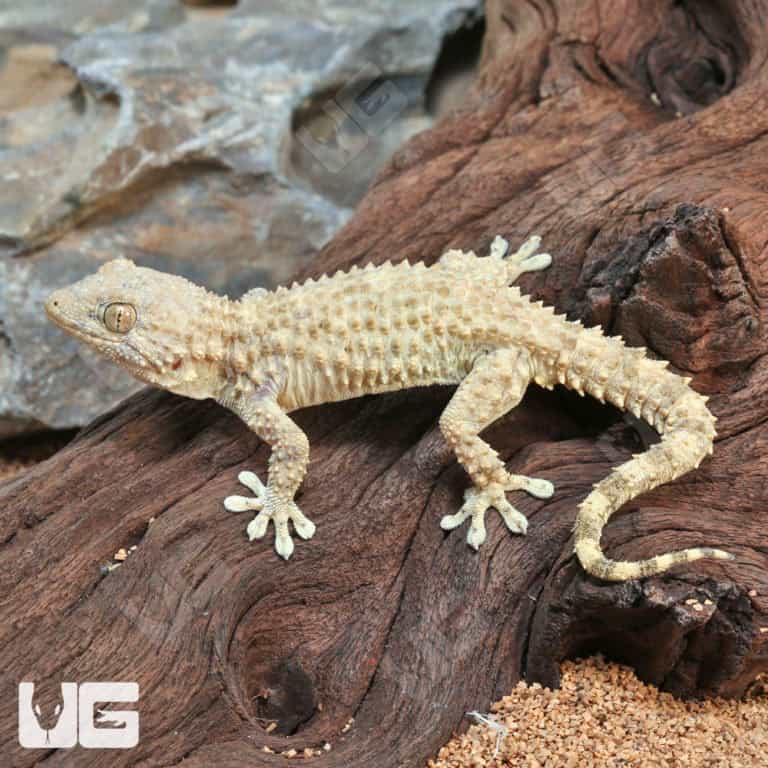 Crocodile Gecko For Sale - Underground Reptiles