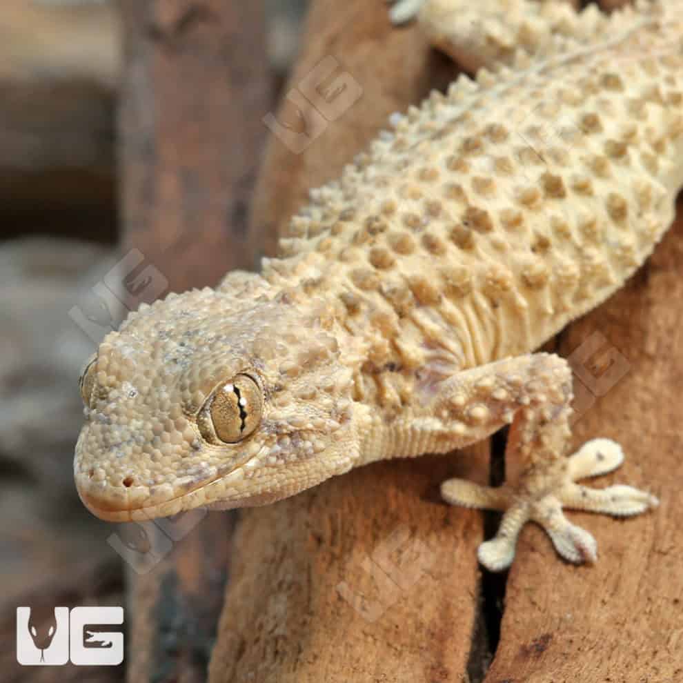 Crocodile Gecko For Sale - Underground Reptiles