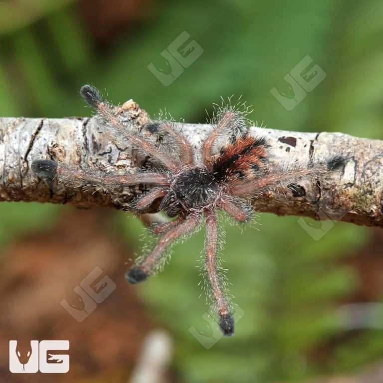 Ecuadorian Wooly Pinktoe Tarantula for Sale - Underground Reptiles