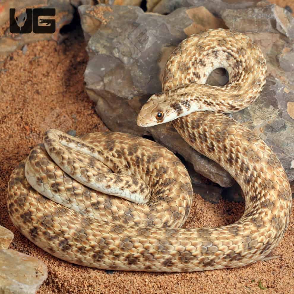 Egyptian False Cobra For Sale - Underground Reptiles