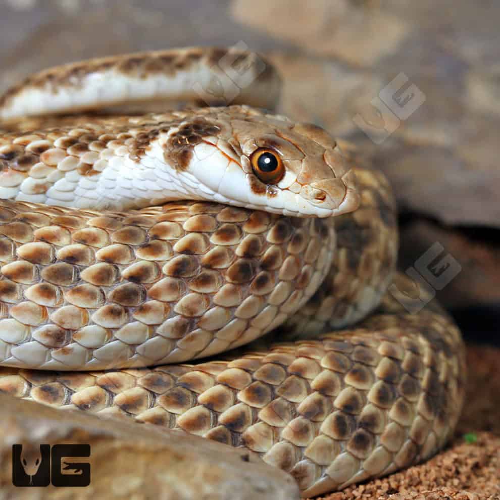 Reptiles for Sale - Snakes, Bearded Dragons, Turtles and More!