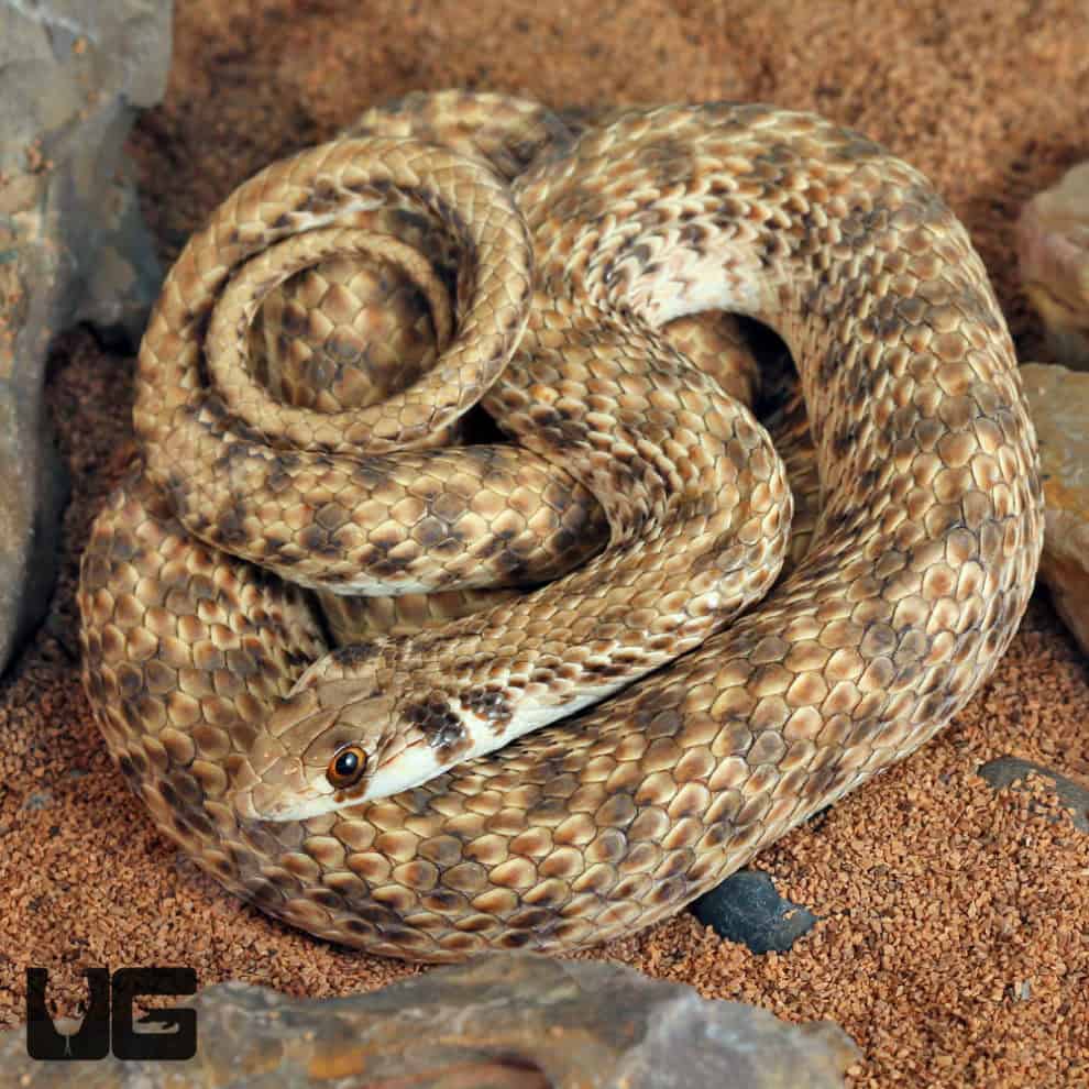 Egyptian False Cobra For Sale - Underground Reptiles