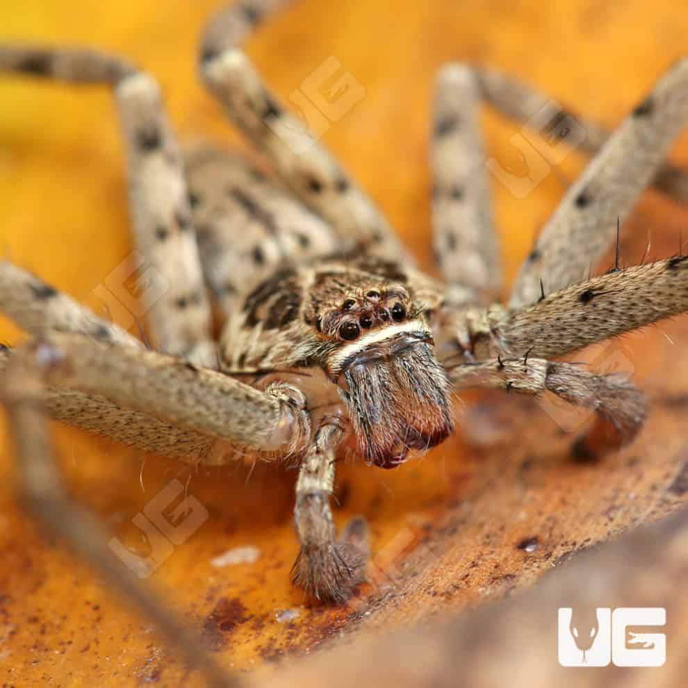 Giant Huntsman Spider (Heteropoda venatoria) For Sale - Underground ...