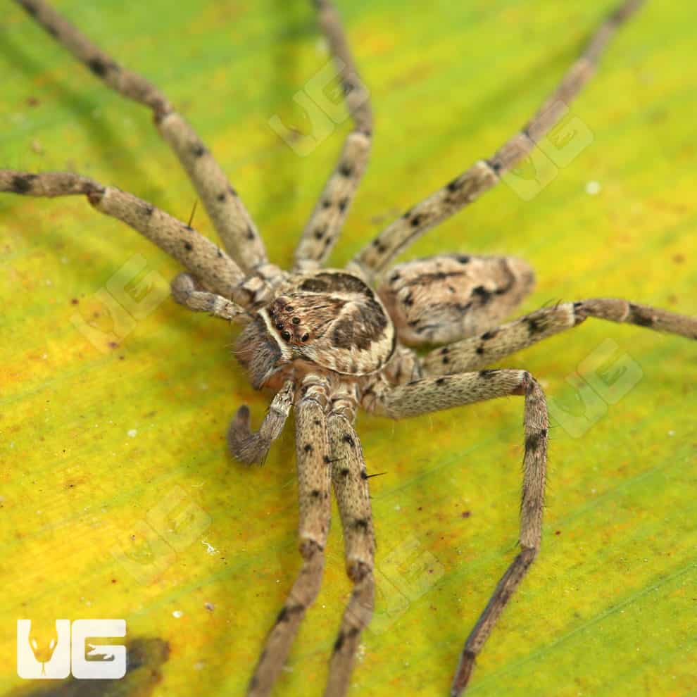 Giant Huntsman Spider (Heteropoda venatoria) For Sale - Underground ...