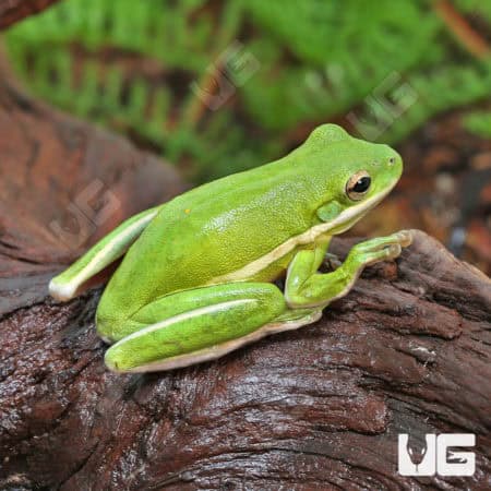 Green Tree Frogs For Sale - Underground Reptiles