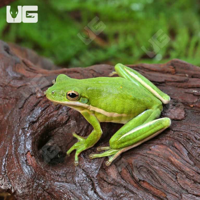 Green Tree Frogs For Sale - Underground Reptiles