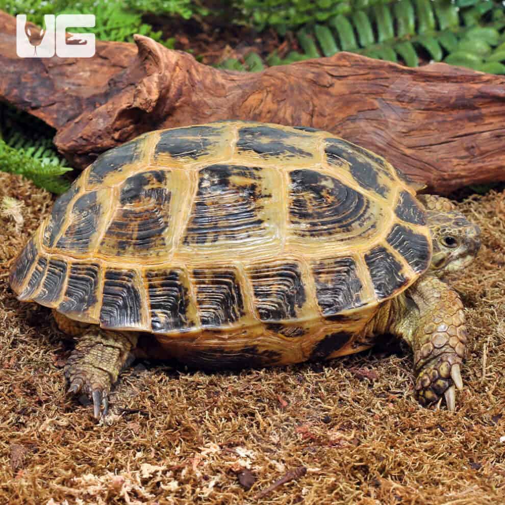 Jumbo Female Russian Tortoises For Sale - Underground Reptiles