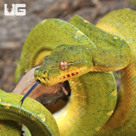 Green Tree Python (Morelia viridis) For Sale - Underground Reptiles