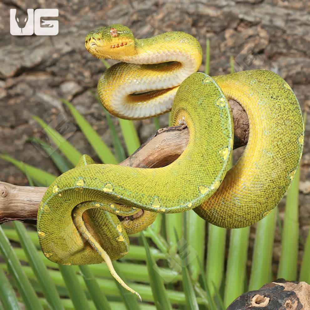 Green Tree Python (Morelia viridis) For Sale - Underground Reptiles