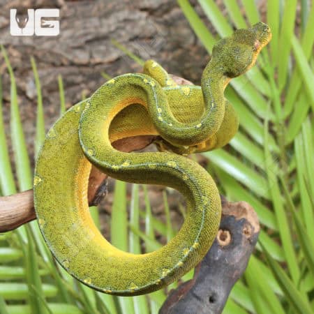 Green Tree Pythons For Sale - Underground Reptiles