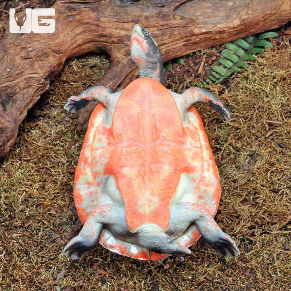 Juvenile Pinkbelly Sideneck Turtles For Sale - Underground Reptiles