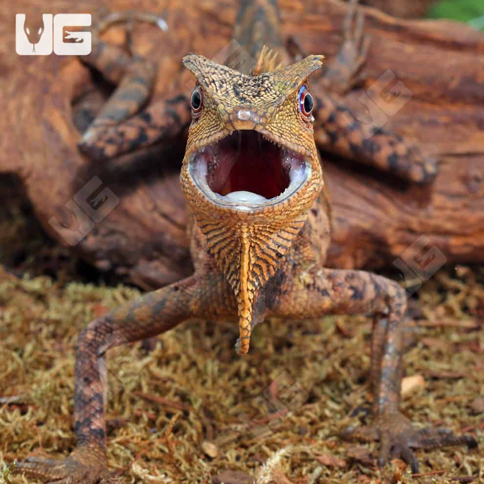 Kuhl's Anglehead Lizards (Gonocephalus kuhlii) For Sale - Underground ...