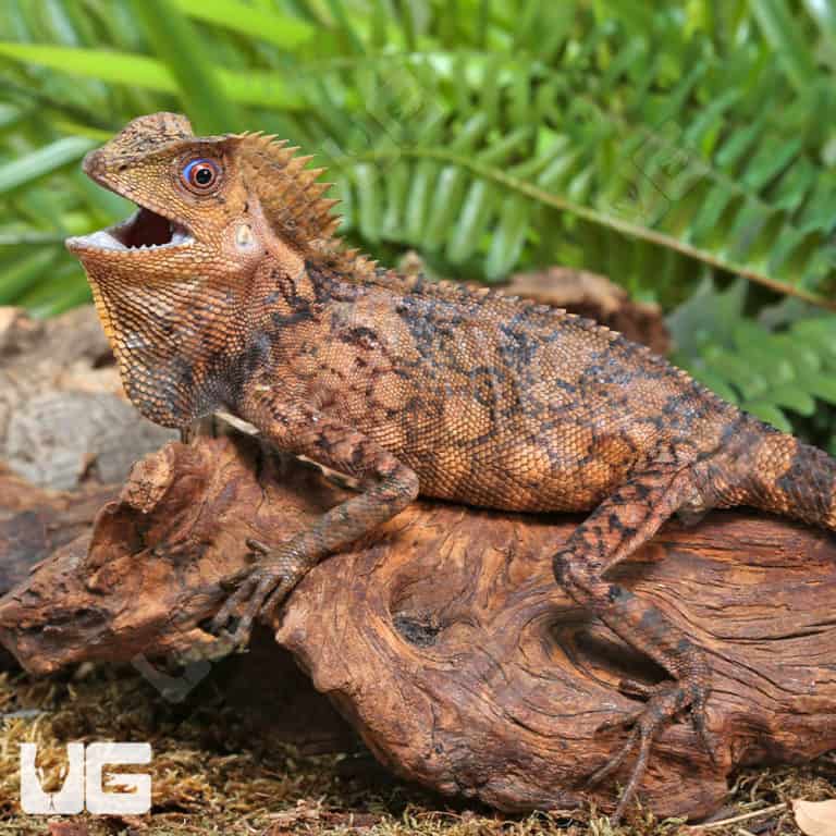 Kuhl's Anglehead Lizards (Gonocephalus kuhlii) For Sale - Underground ...