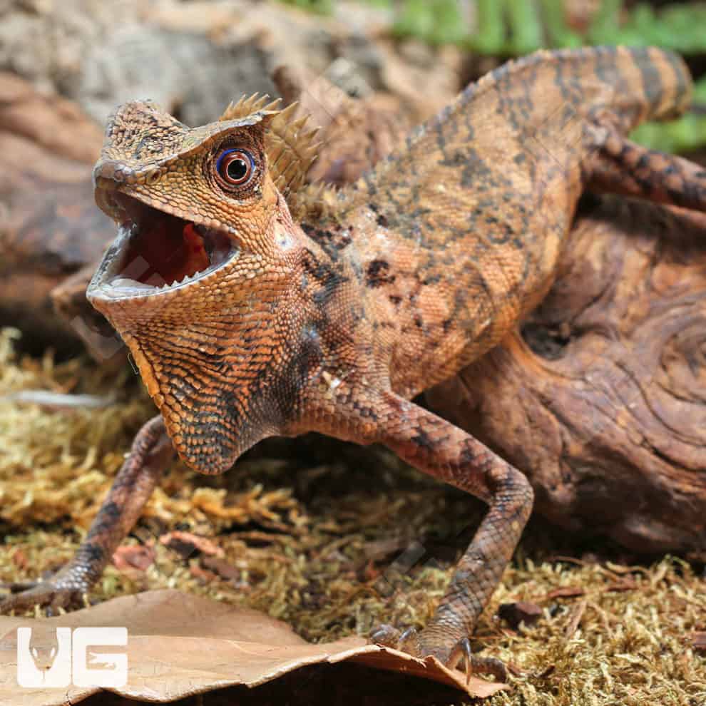 Kuhl's Anglehead Lizards (Gonocephalus kuhlii) For Sale - Underground ...