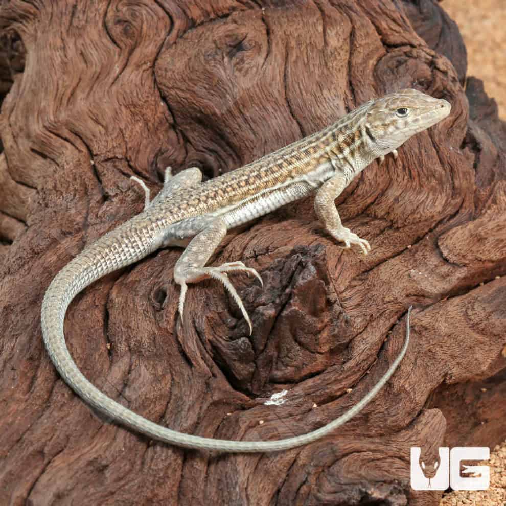 Lizards For Sale - Underground Reptiles