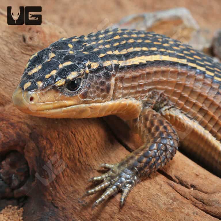 New Reptiles & Amphibians - Underground Reptiles