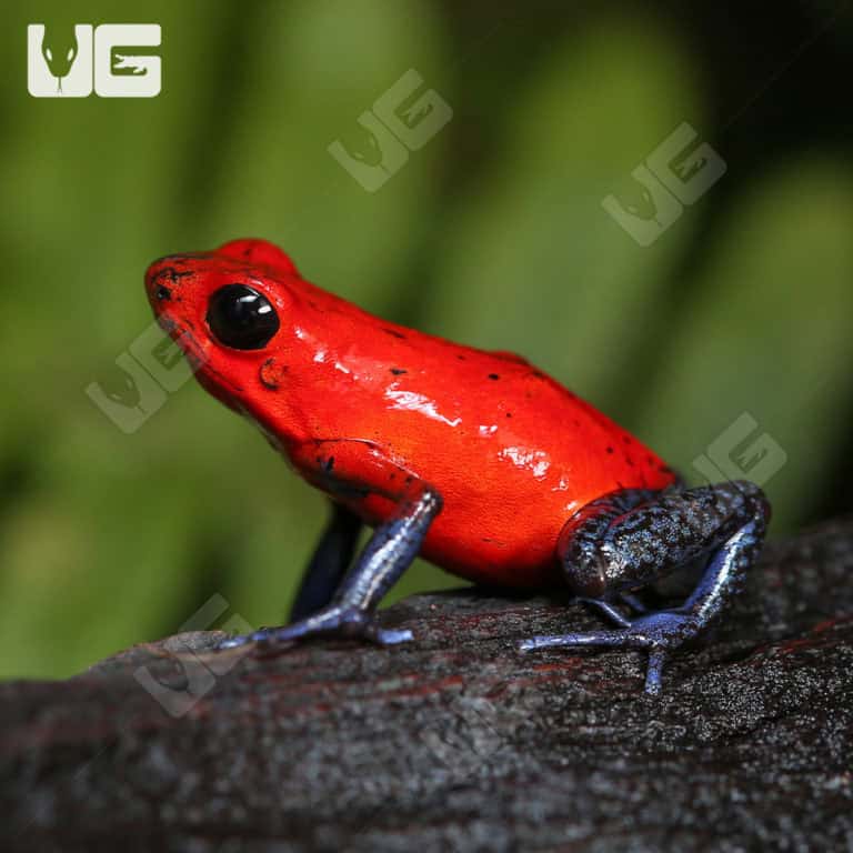 Dart Frogs and Mantellas For Sale - Underground Reptiles