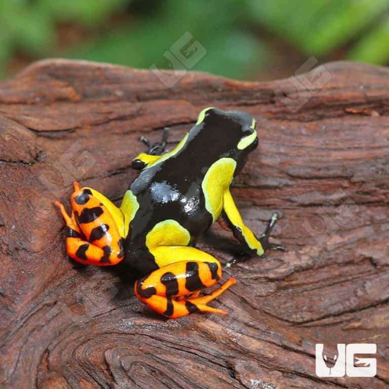 Dart Frogs and Mantellas For Sale - Underground Reptiles