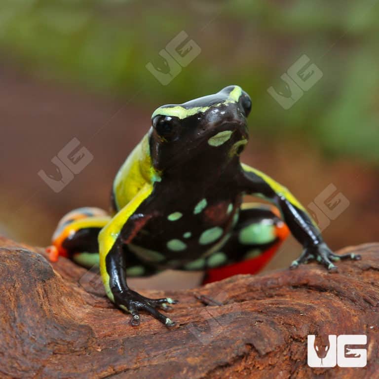 Painted Mantellas For Sale - Underground Reptiles