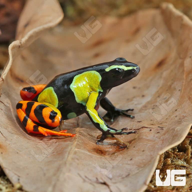Painted Mantellas For Sale - Underground Reptiles