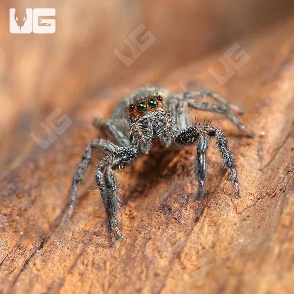 Pantropical Jumping Spider (Plexippus paykulli) For Sale - Underground ...