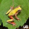 Tree Frogs For Sale - Underground Reptiles