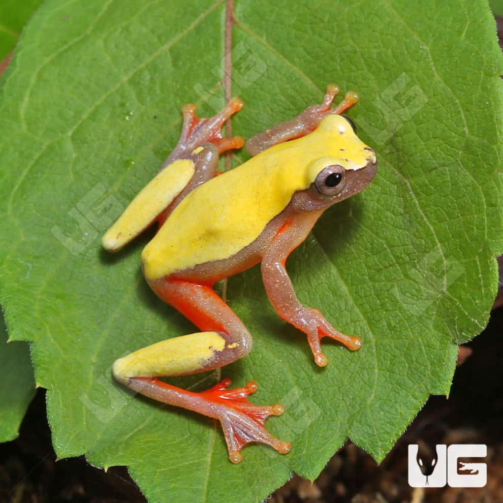 Patternless Triangle Tree Frog (dendropsophus triangulum) For Sale ...