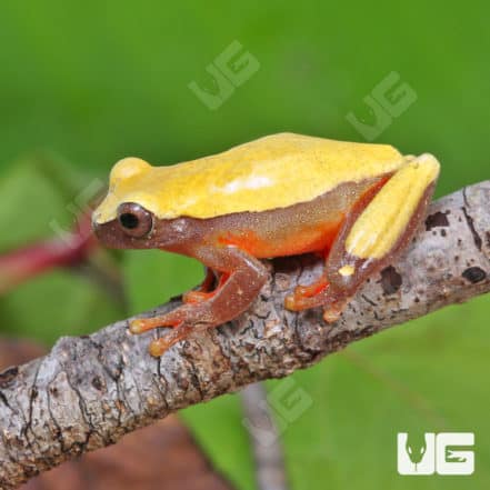 Patternless Triangle Tree Frog (dendropsophus triangulum) For Sale ...