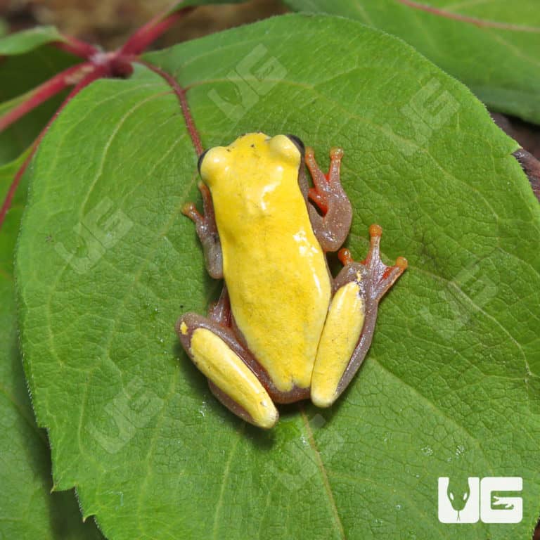 Patternless Triangle Tree Frog (dendropsophus triangulum) For Sale ...