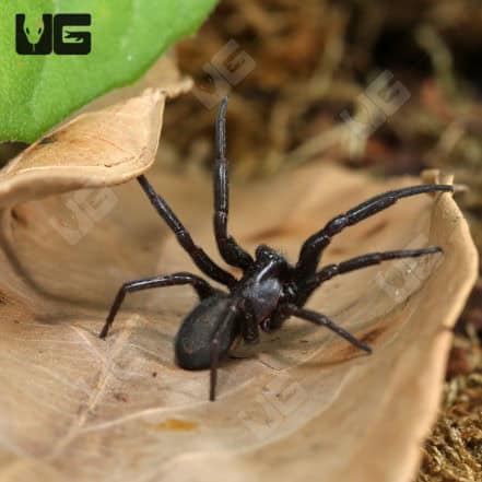 Inverts For Sale - Spiders, Scorpions & More - Underground Reptiles