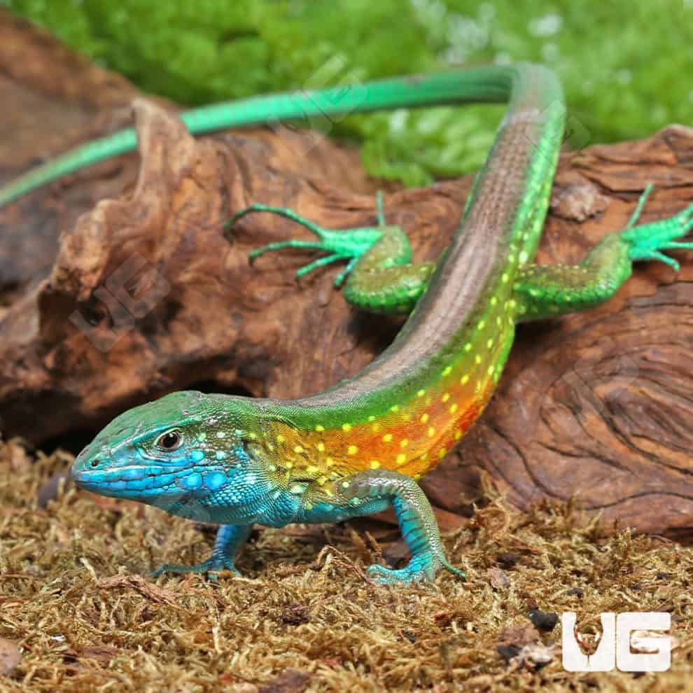Rainbow Whiptail Lizards (Cnemidophorus lemniscatus) For Sale ...