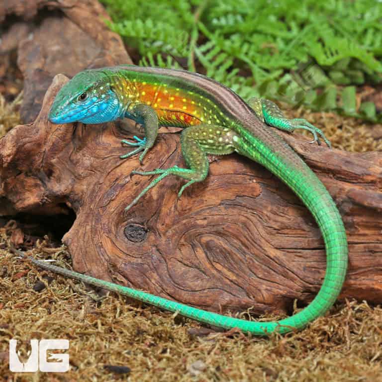 Rainbow Whiptail Lizards (Cnemidophorus lemniscatus) For Sale ...