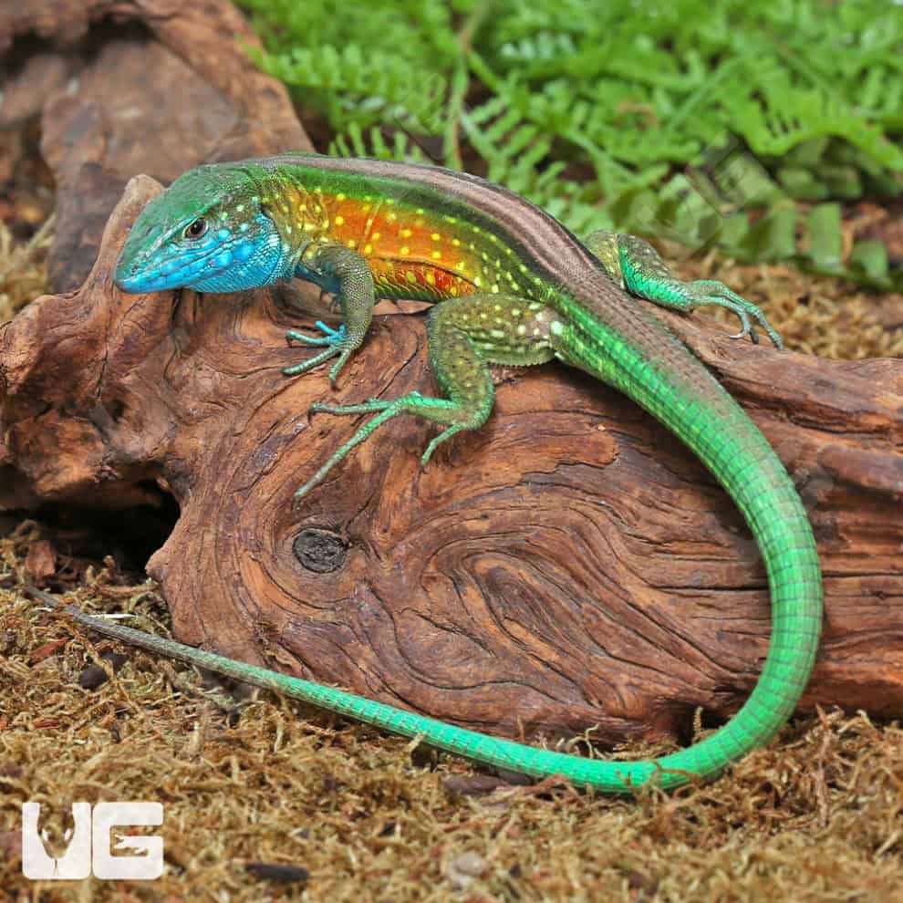 Lizards For Sale - Underground Reptiles